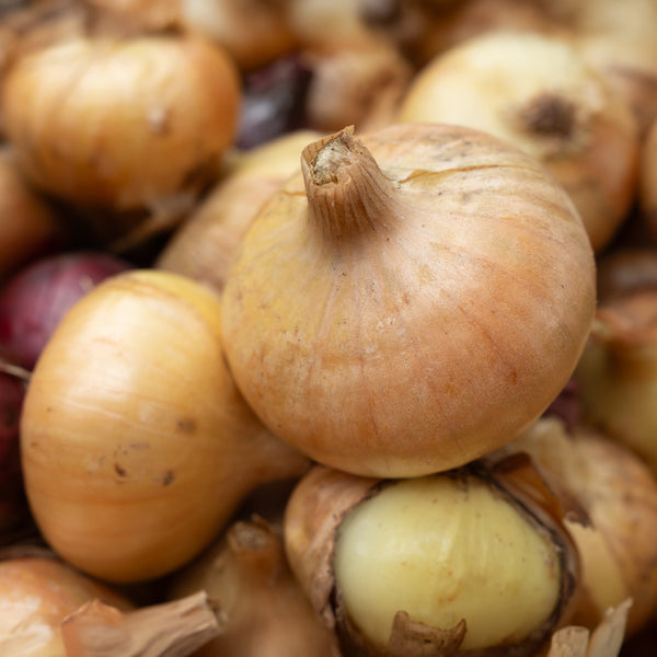 Oignon jaune Paille des Vertus - Allium cepa Paille des Vertus