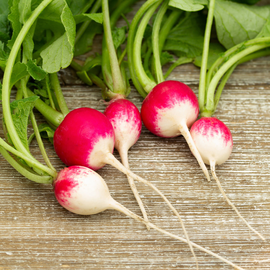 Graines Radis rond National 3 - Raphanus sativus rond national 3