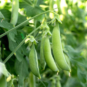 Graines Haricot nain extra fin Novirex - Phaseolus vulgaris novirex