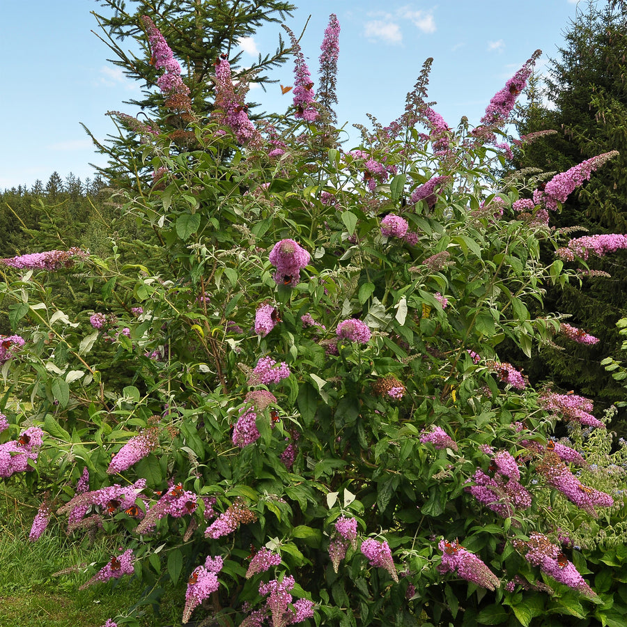 Arbre aux papillons Royal Red - Buddleja davidii royal red
