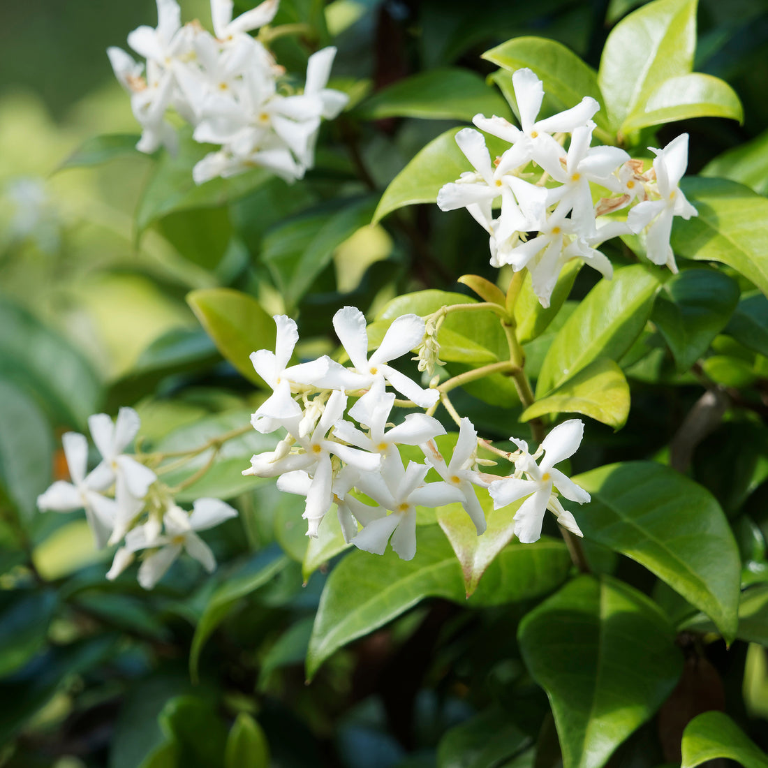 Jasmin étoilé - Trachelospermum jasminoïdes