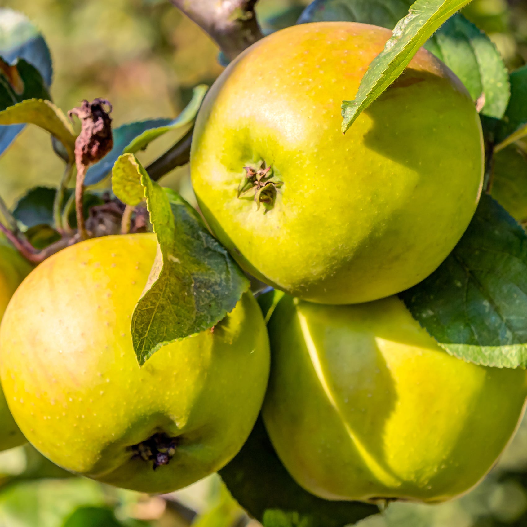 Pommier Golden Delicious - Malus domestica golden delicious