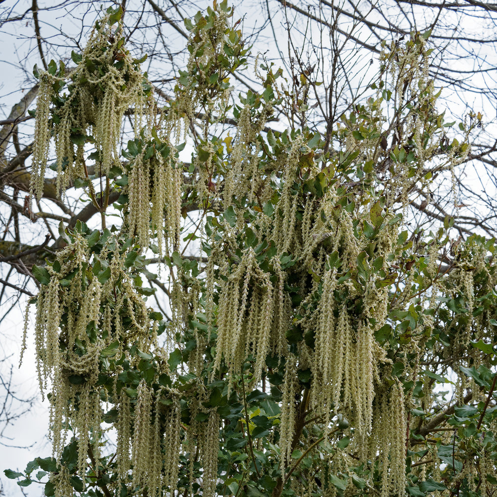 Garrya - Garrya elliptica
