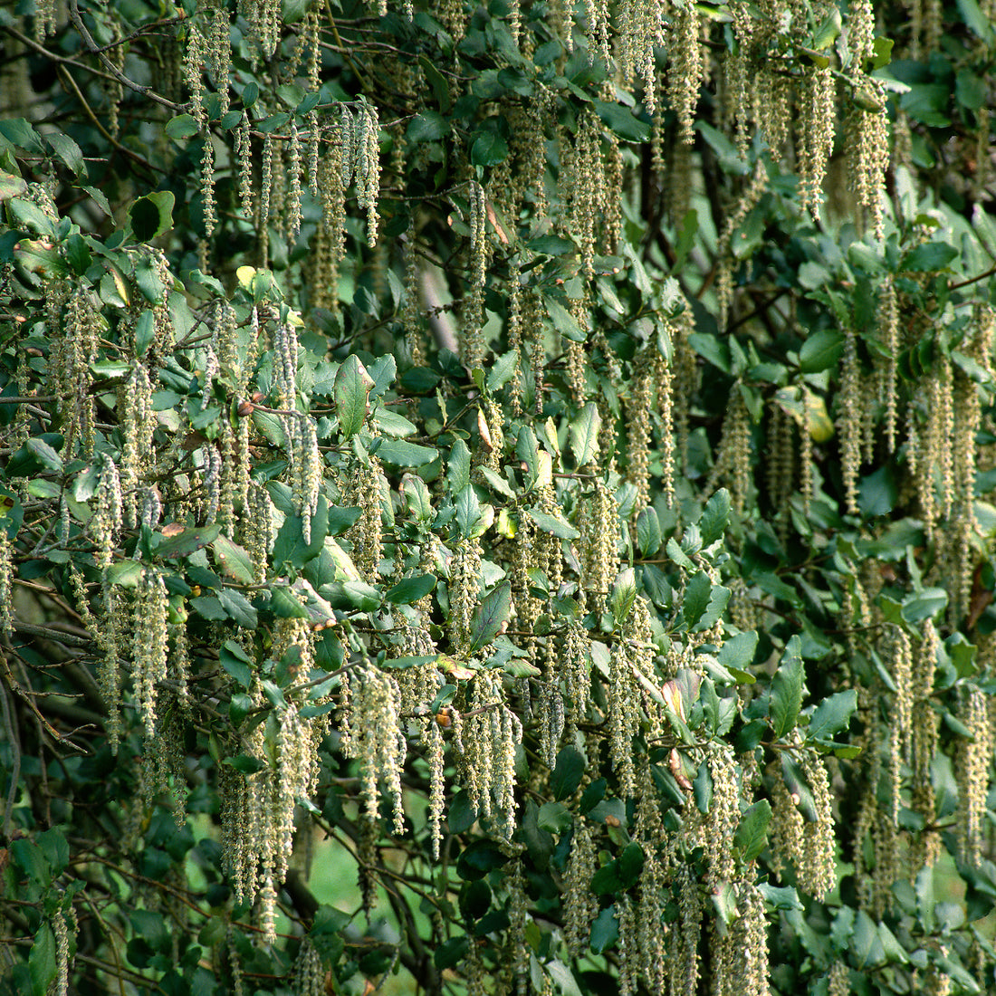 Garrya - Garrya elliptica