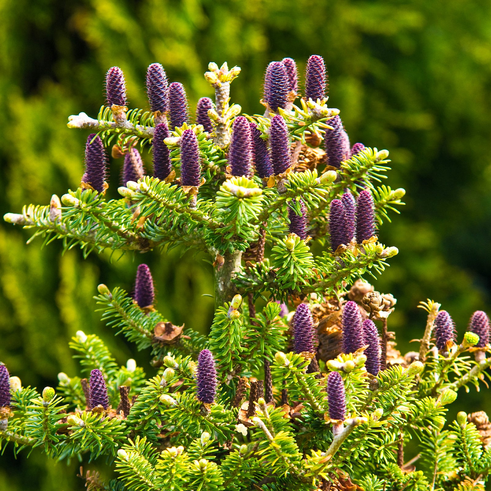 Sapin de Corée - Abies koreana