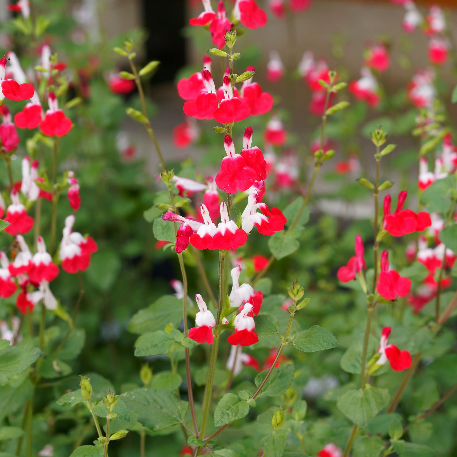 2 Sauge Hotlips - Salvia microphylla hotlips (grahamii)