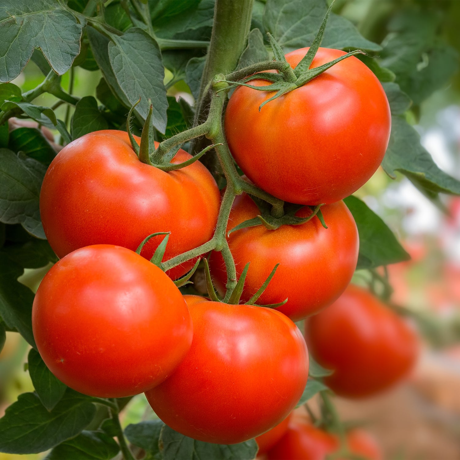 Graines Tomate Bonset F1 - Solanum lycopersicum bonset f1