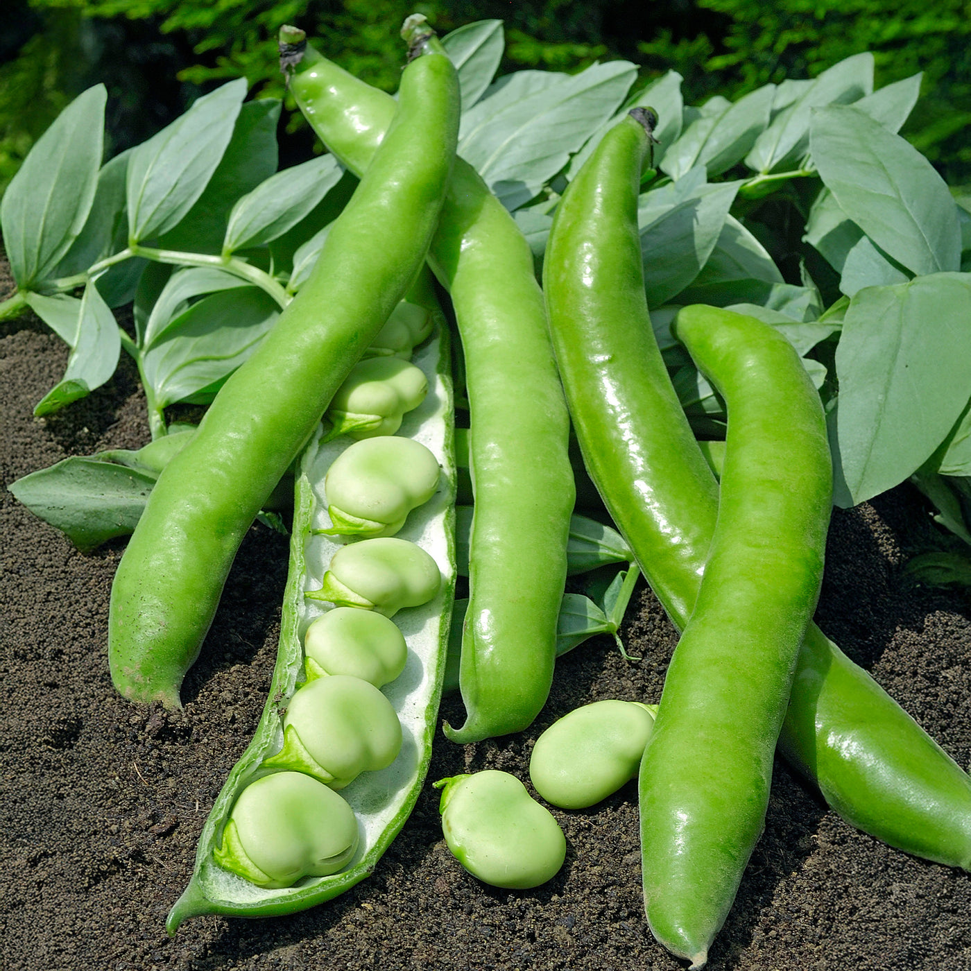 Graines Fève améliorée Driemaal Wit - Vicia faba driemaal wit