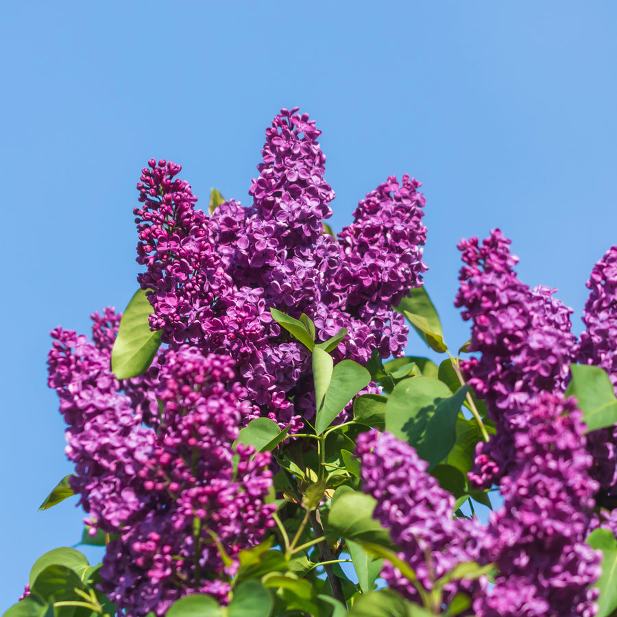 Lilas double blanc - Syringa vulgaris Madame Lemoine