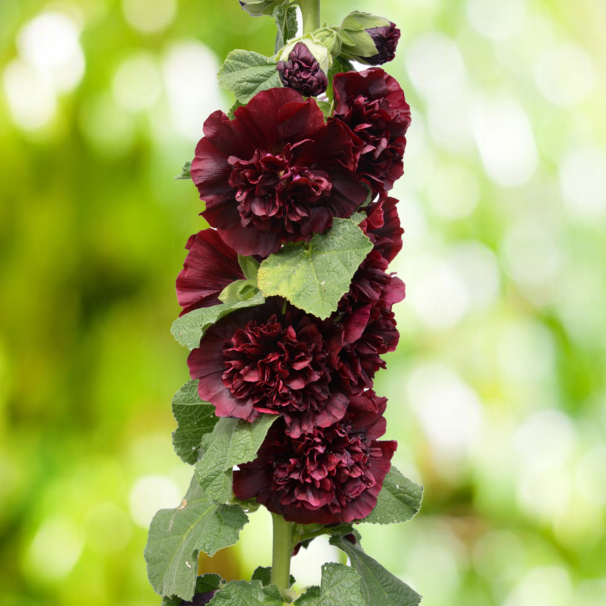 Rose trémière Chater's Double Purple - Alcea rosea chaters double group ...