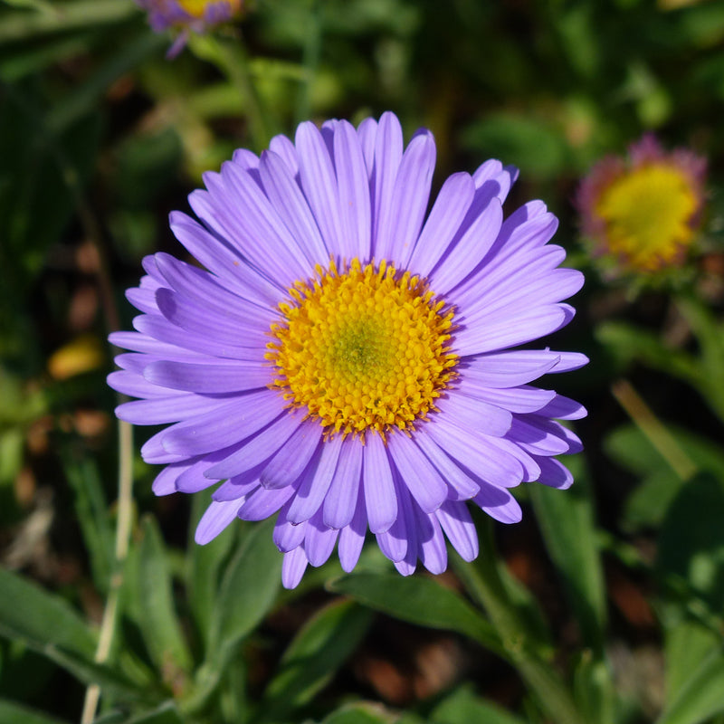 Aster | Achat, Vente en ligne - Willemse