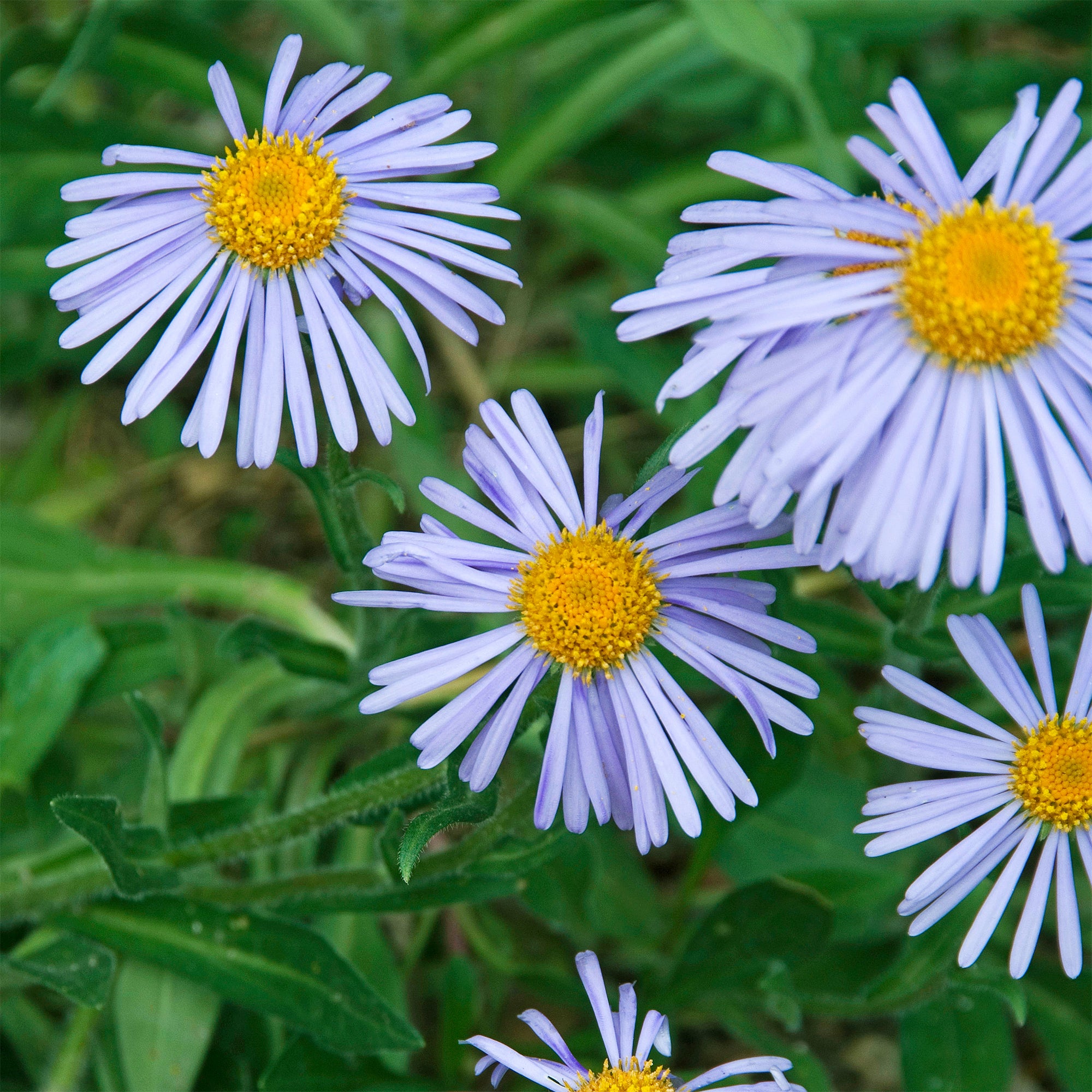 Aster de printemps Wartburgstern - Aster tongolensis wartburgstern