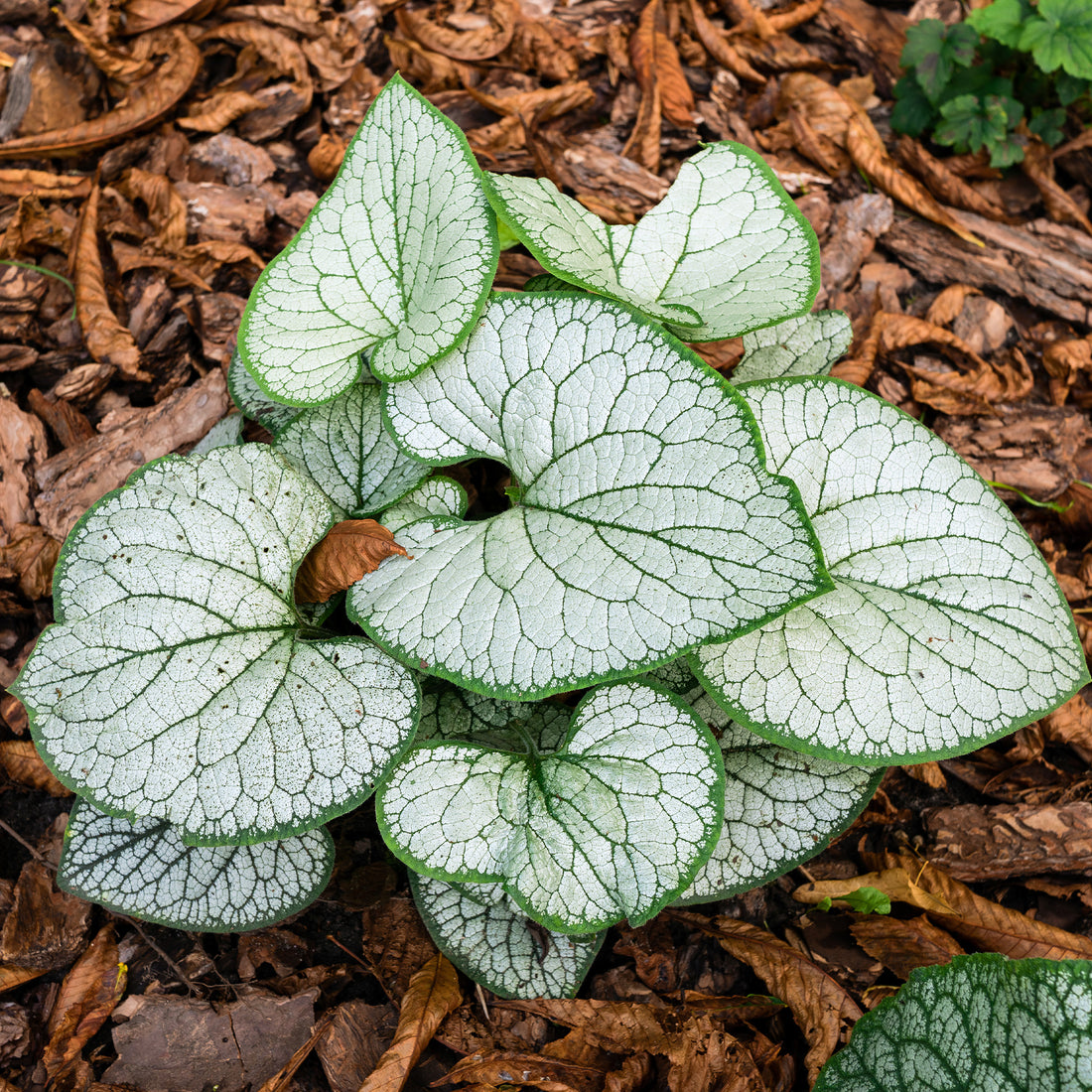Hosta Yellow Splash Rim - Hosta yellow spash rim