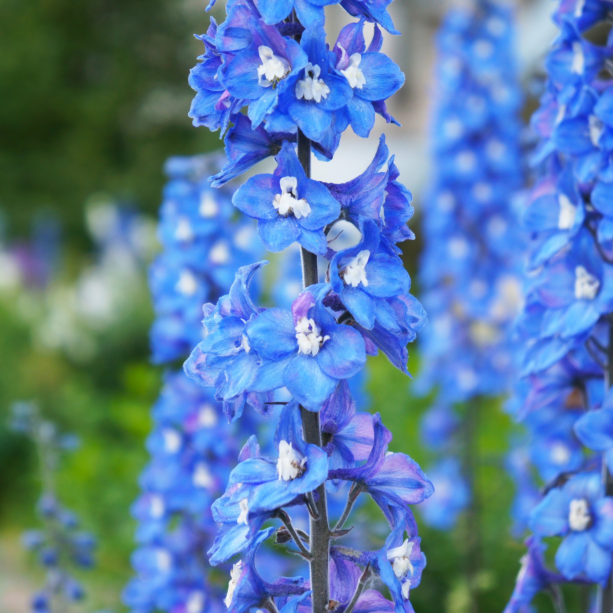 Delphinium géant Blue Bird - Delphinium Pacific Blue Bird