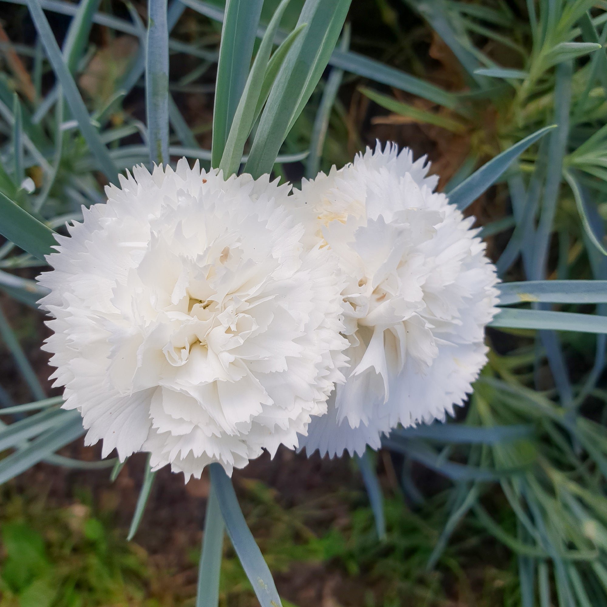 Œillet mignardise Haytor White - Dianthus plumarius haytor white