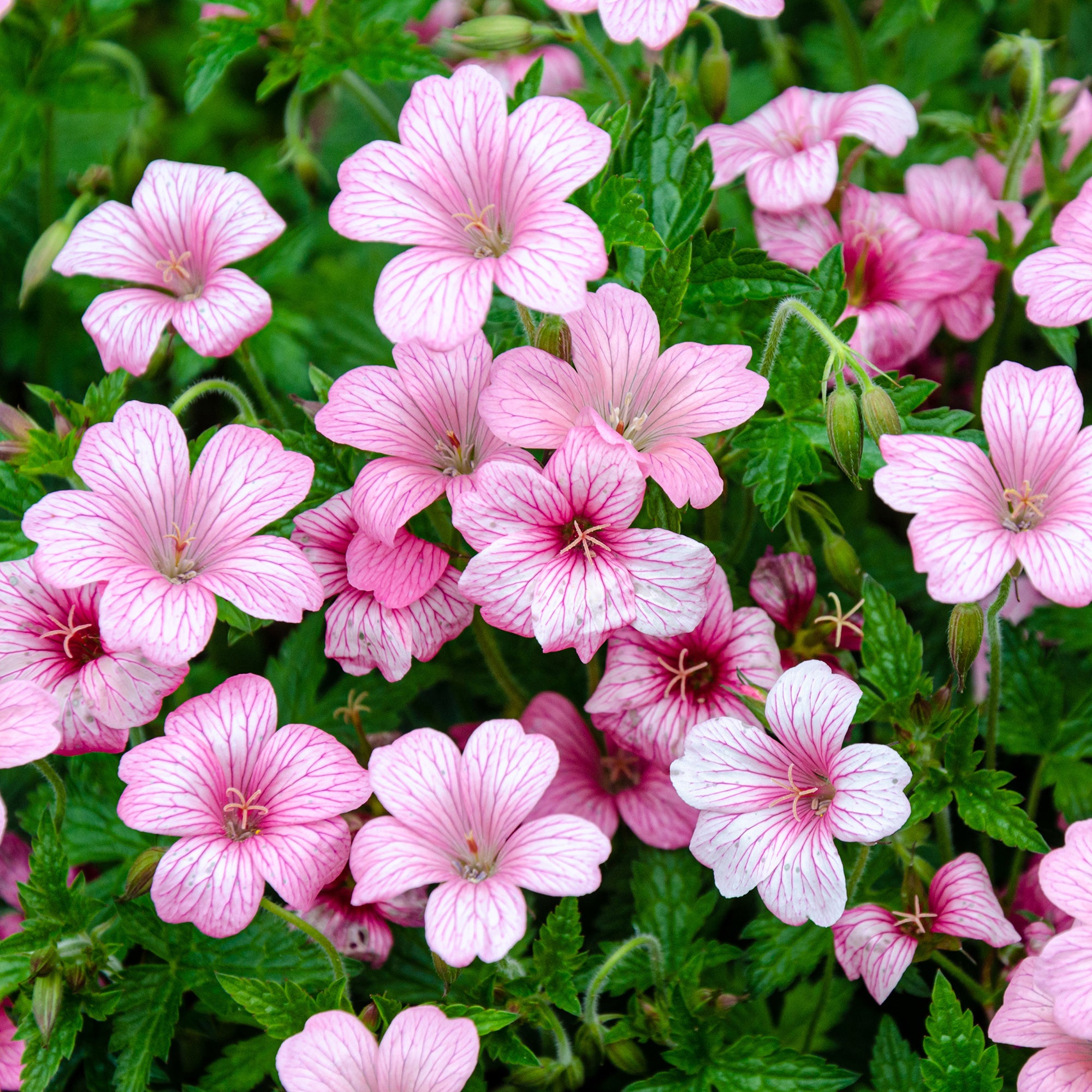Géranium vivace d'Endress - Geranium endressii