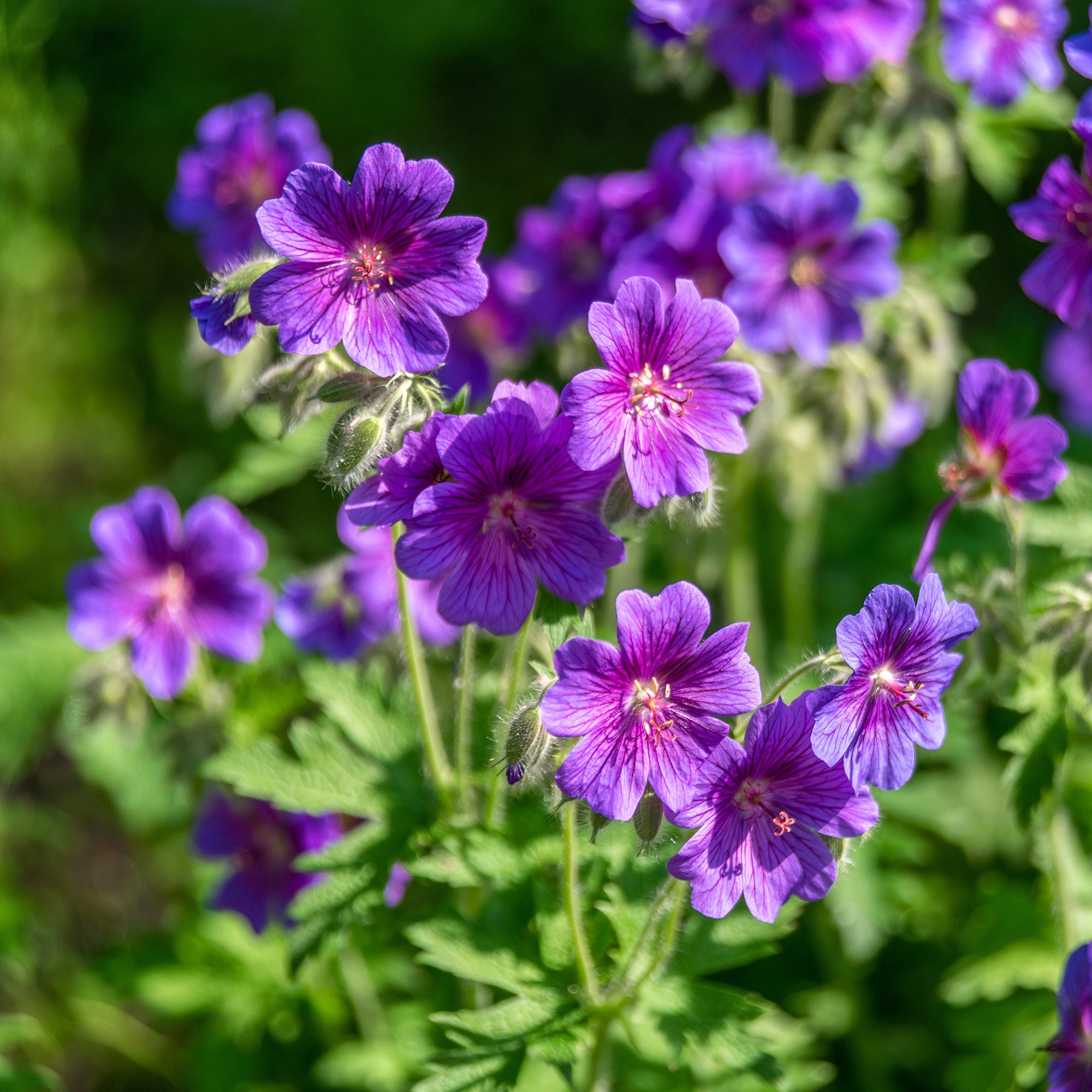 Géranium vivace ibérique - Geranium ibericum
