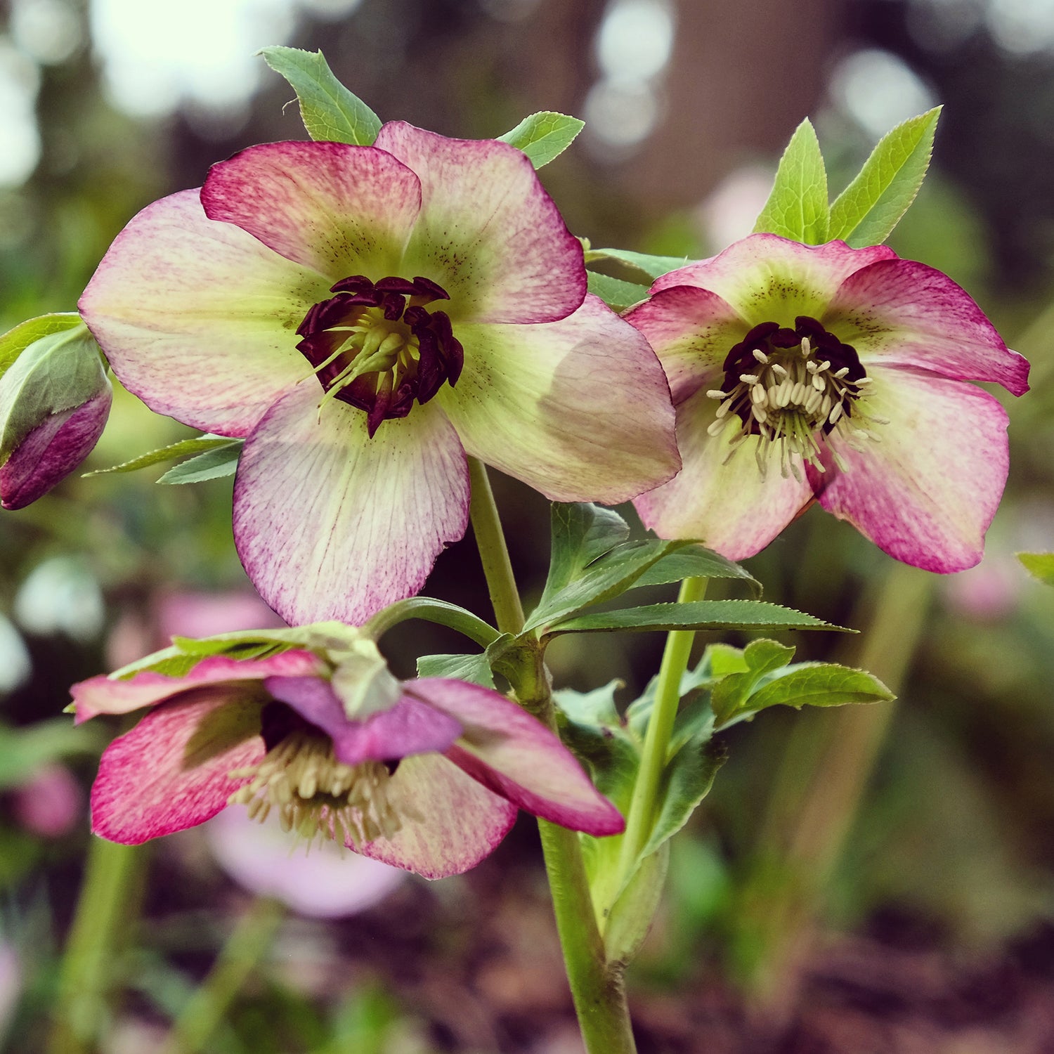 Hellébore Picotee - Helleborus picotee