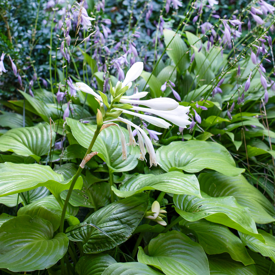 Hosta tokudama Flavocircinalis - Hosta tokudama flavocircinalis