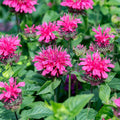 Monarde Pink Lace - Monarda pink lace