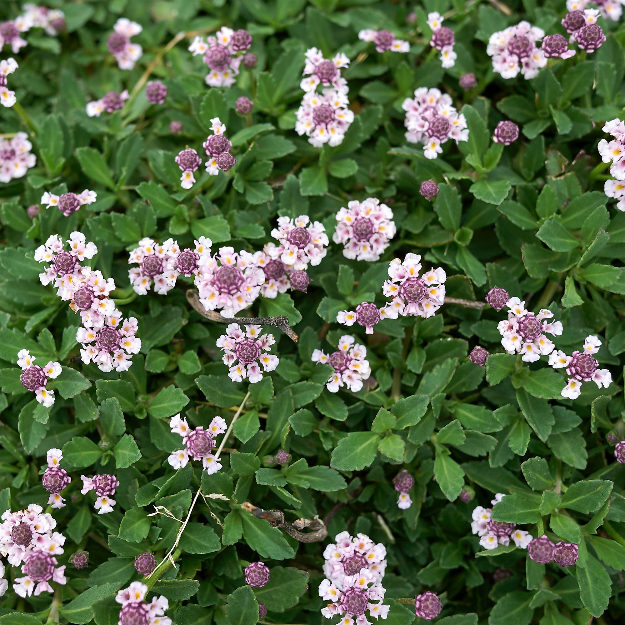 Verveine nodiflore Phyla rampant - Phyla nodiflora