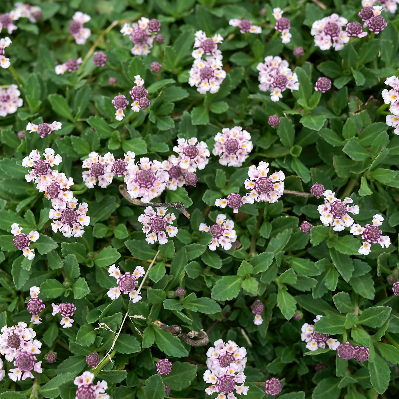 Verveine nodiflore Phyla rampant - Phyla nodiflora