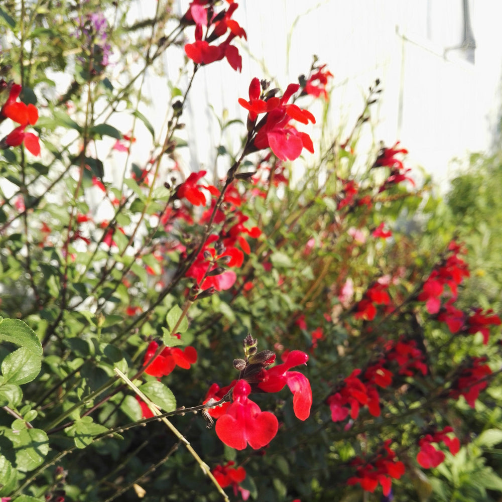 Sauge arbustive Grahamii - Salvia microphylla (grahamii)