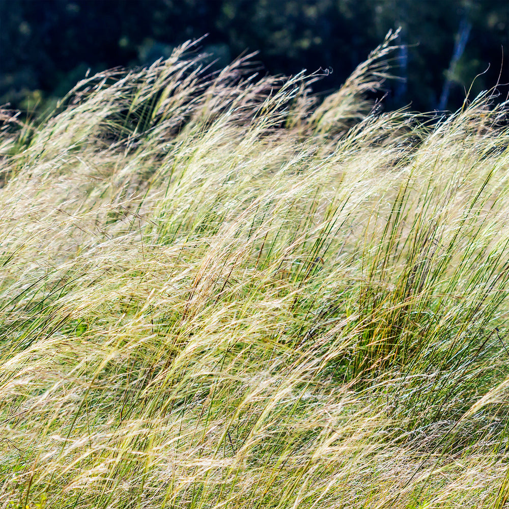Stipe - Stipa | Achat, Vente en ligne - Willemse