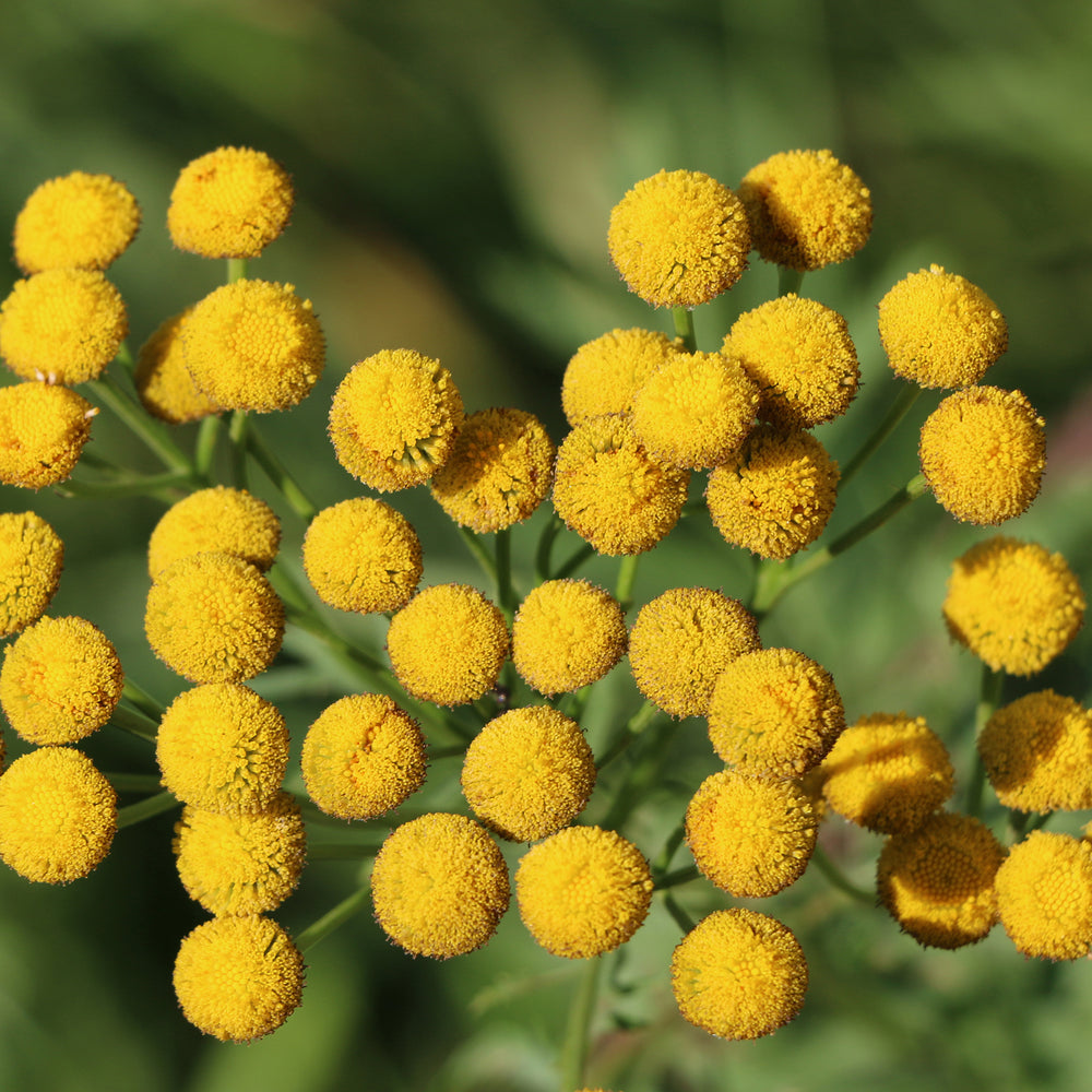 Tanaisie commune - Tanacetum vulgare