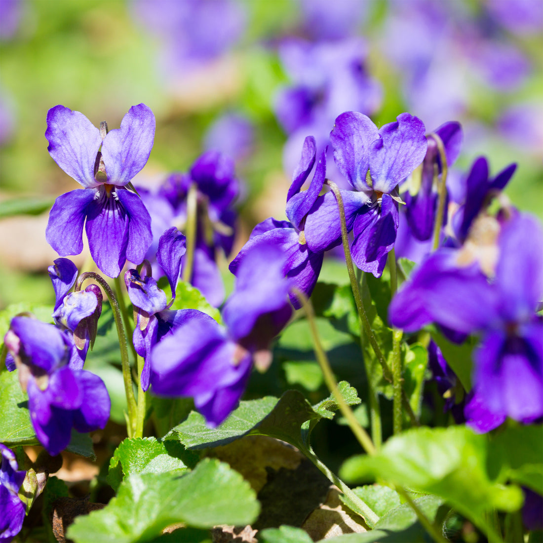 Violette - Pensée | Achat, Vente en ligne - Willemse