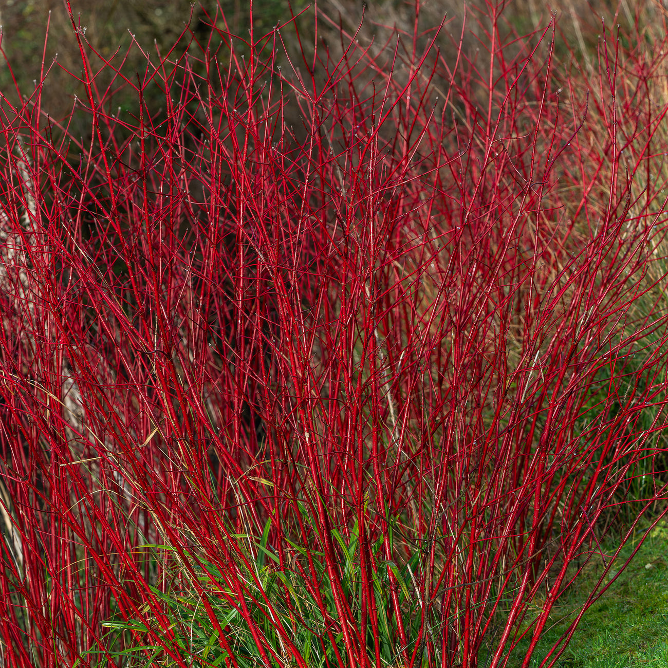 Cornouiller à bois rouge Sibirica - Cornus alba sibirica