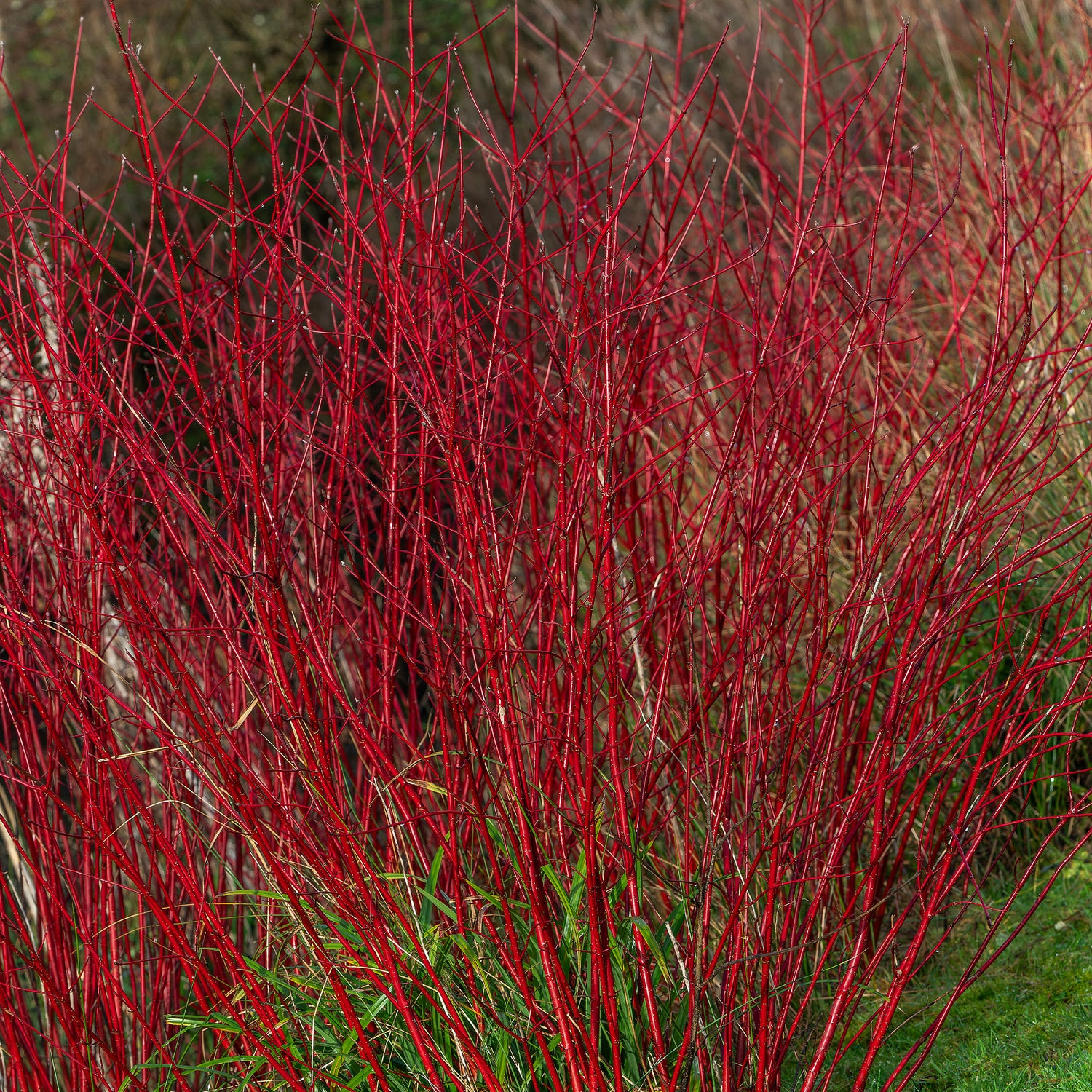 Cornouiller à bois rouge Sibirica - Cornus alba sibirica