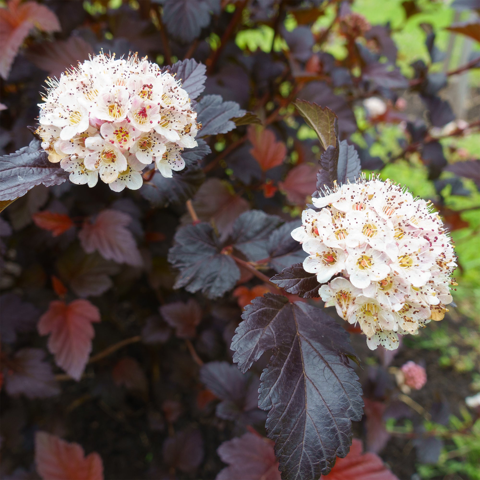 Physocarpe Red Baron - Physocarpus opulifolius red baron