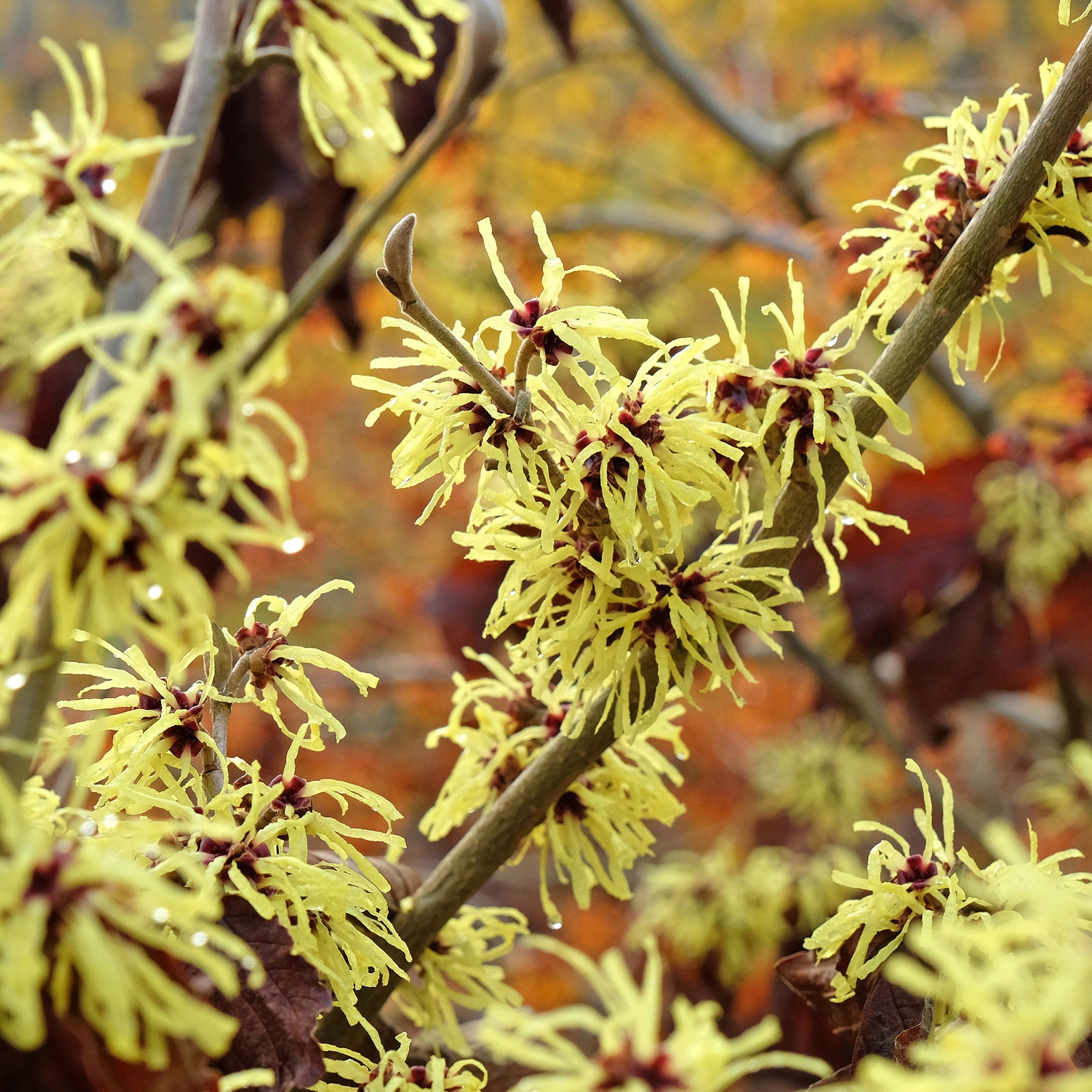 Hamamélis intermedia Sunburst - Hamamelis intermedia 'sunburst'