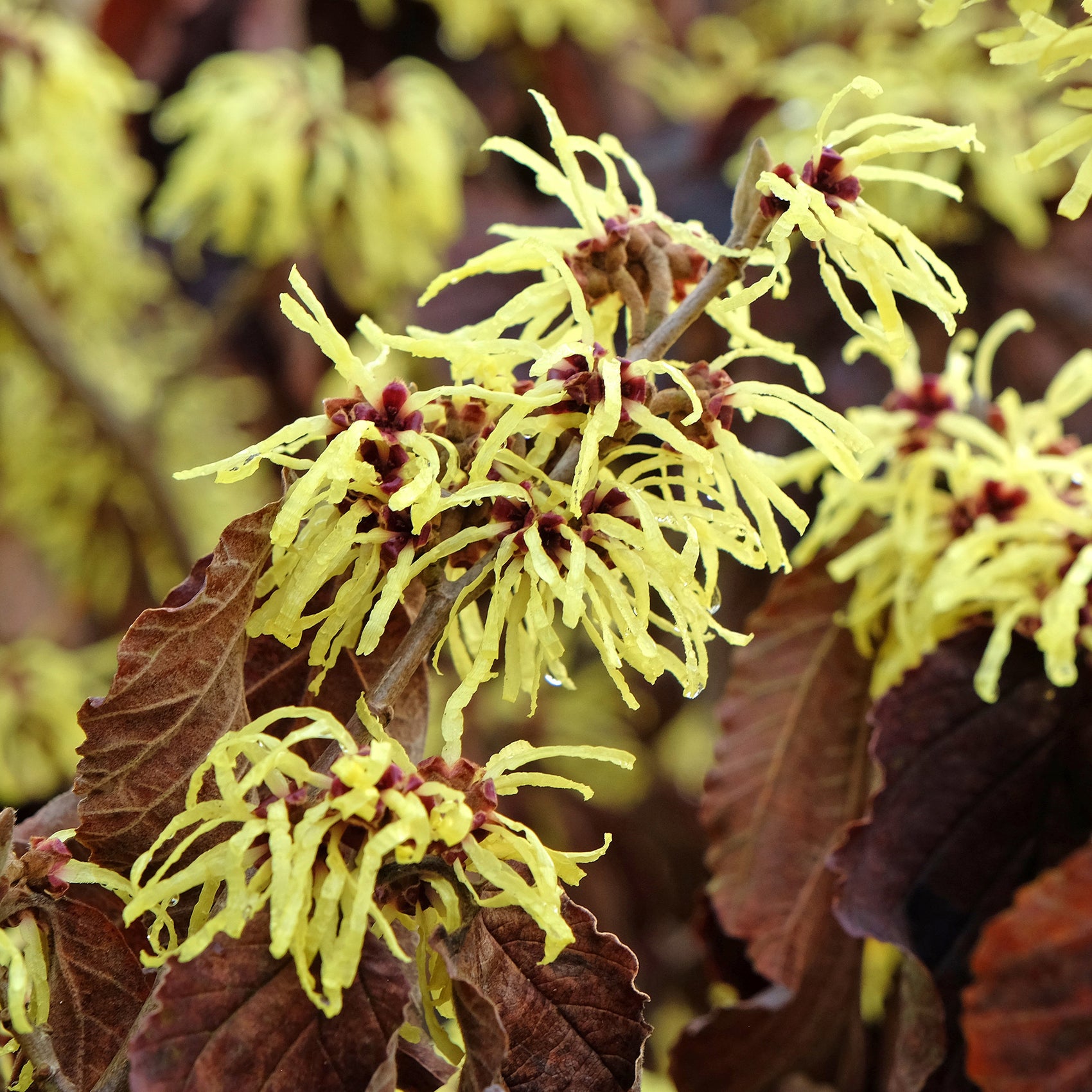 Hamamélis intermedia Sunburst - Hamamelis intermedia 'sunburst'
