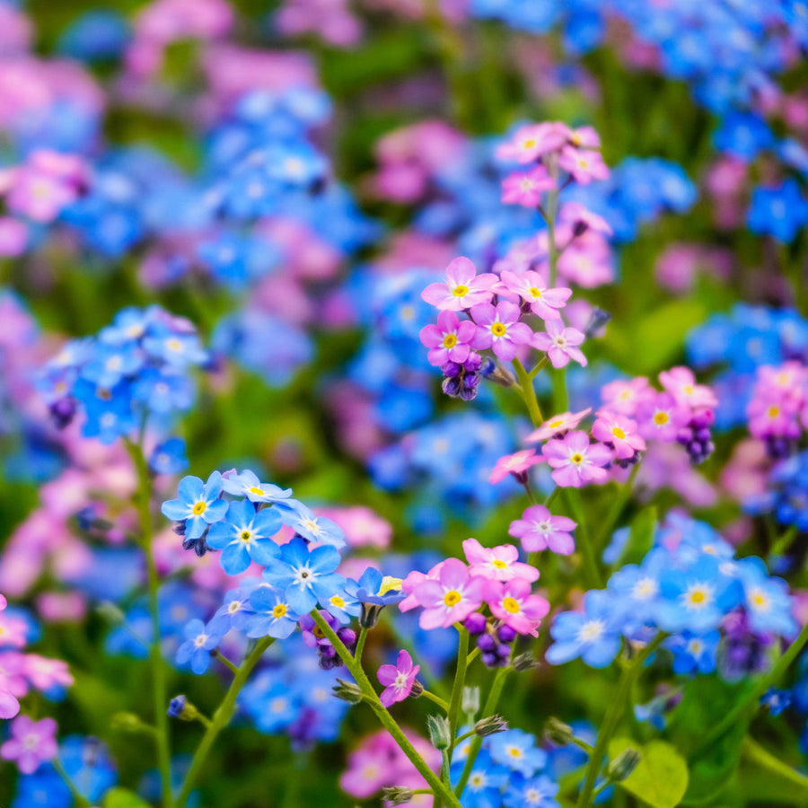 Graines Gentiane bleue - Anagallis linifolia