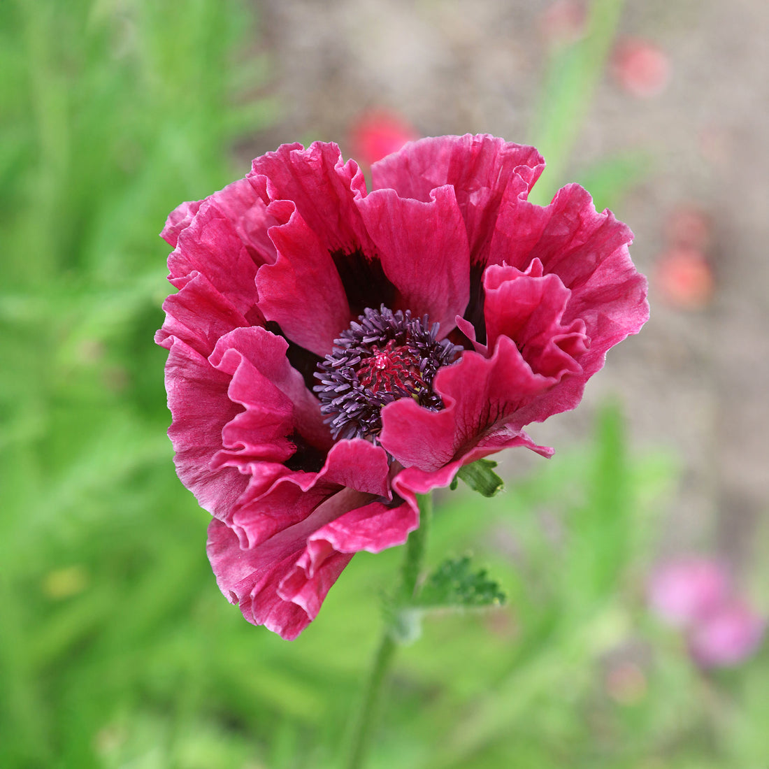 2 Pavots d'Orient Pink Perfection - Papaver orientale Pink Perfection
