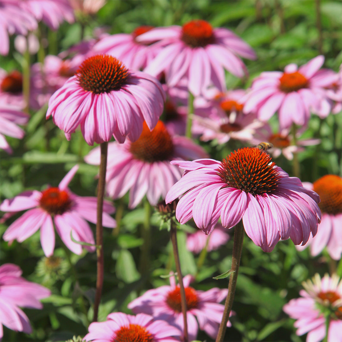 Echinacée pourpre Cheyenne Spirit - Echinacea purpurea Cheyenne Spirit
