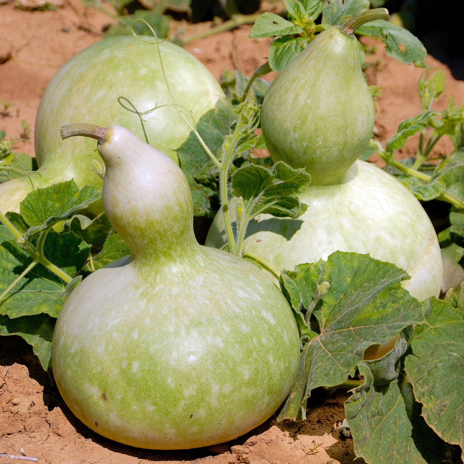 Graines Calebasse - Gourde - Cucurbita siceraria gourde bouteille