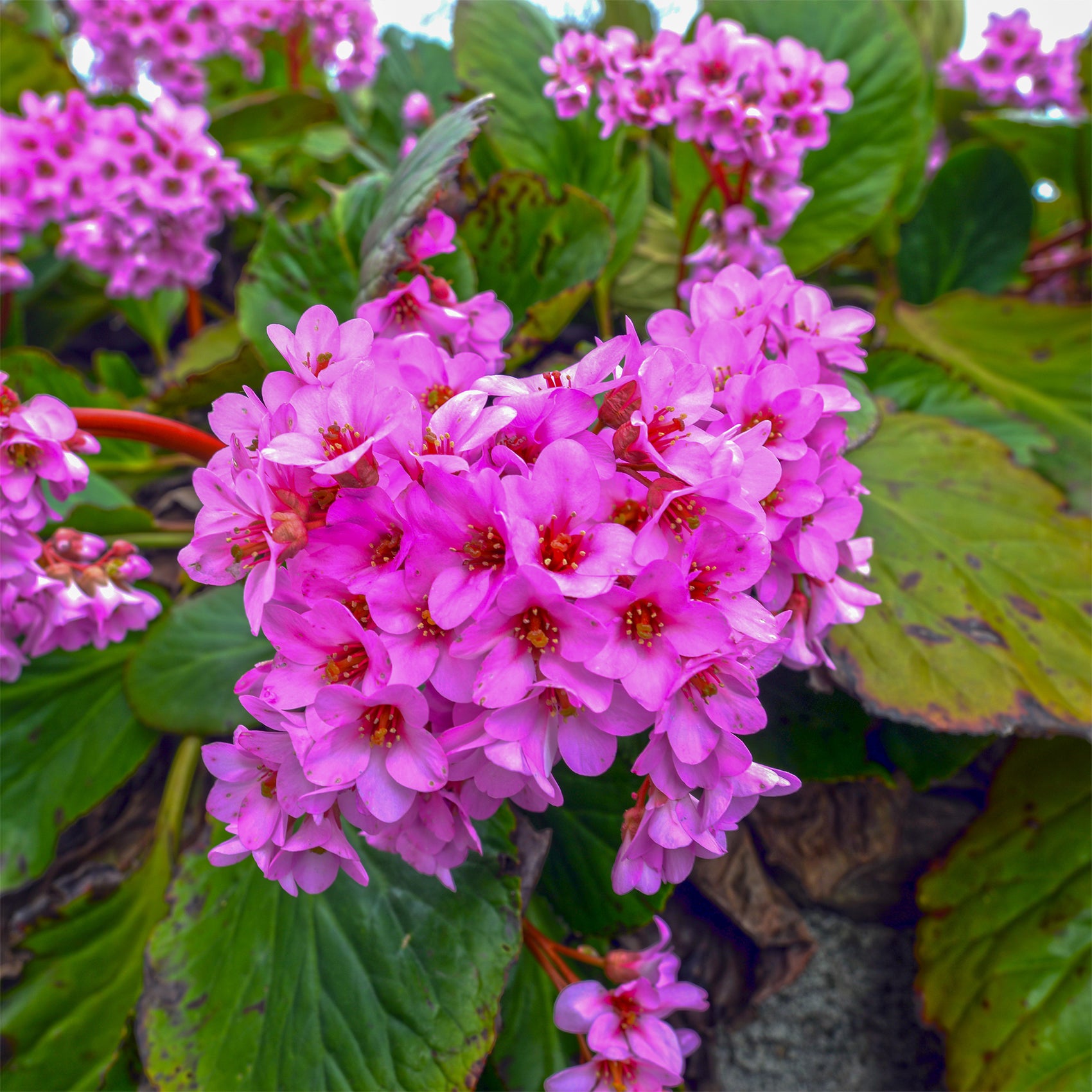 Bergénia pourpre - Bergenia purpurascens