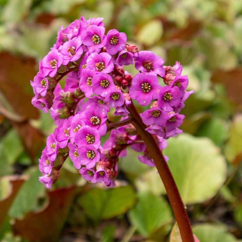 Bergénia Bressingham Ruby - Bergenia Bressingham Ruby