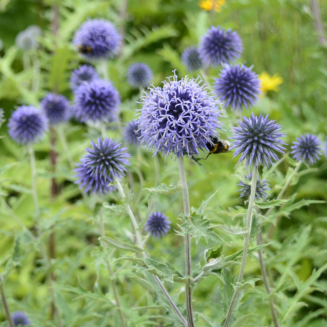 Boule azurée - Chardons boule - Echinops ritro