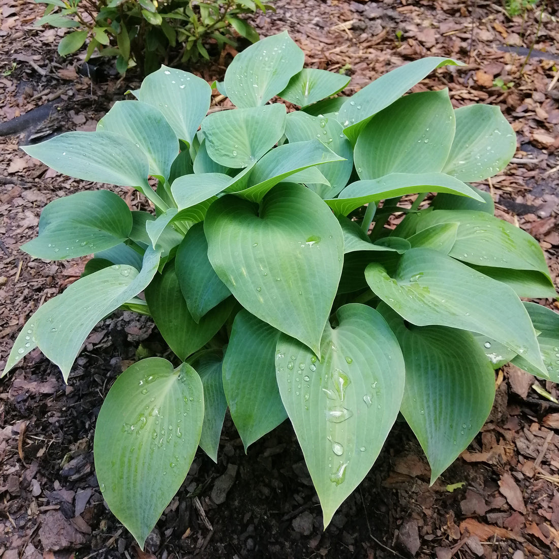 Hosta Canadian Blue - Hosta canadian blue