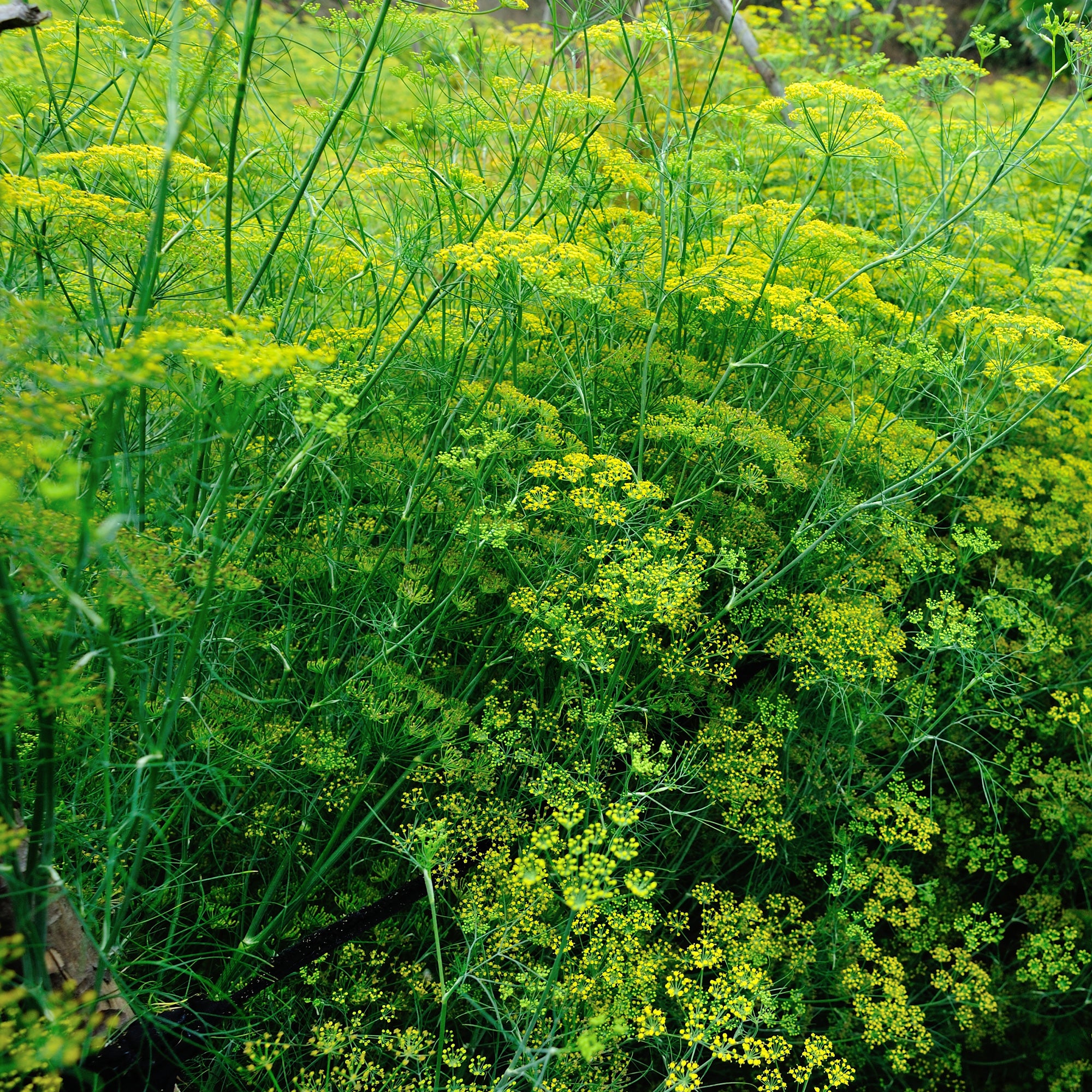 Fenouil commun - Foeniculum vulgare