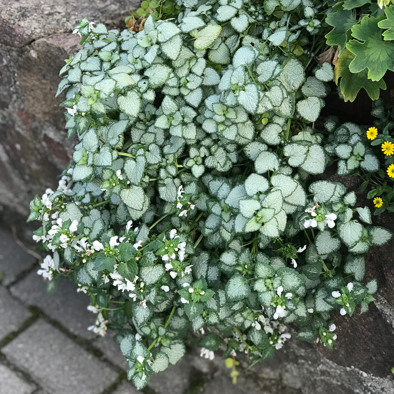 Lamier maculé White Nancy - Lamium maculatum white nancy