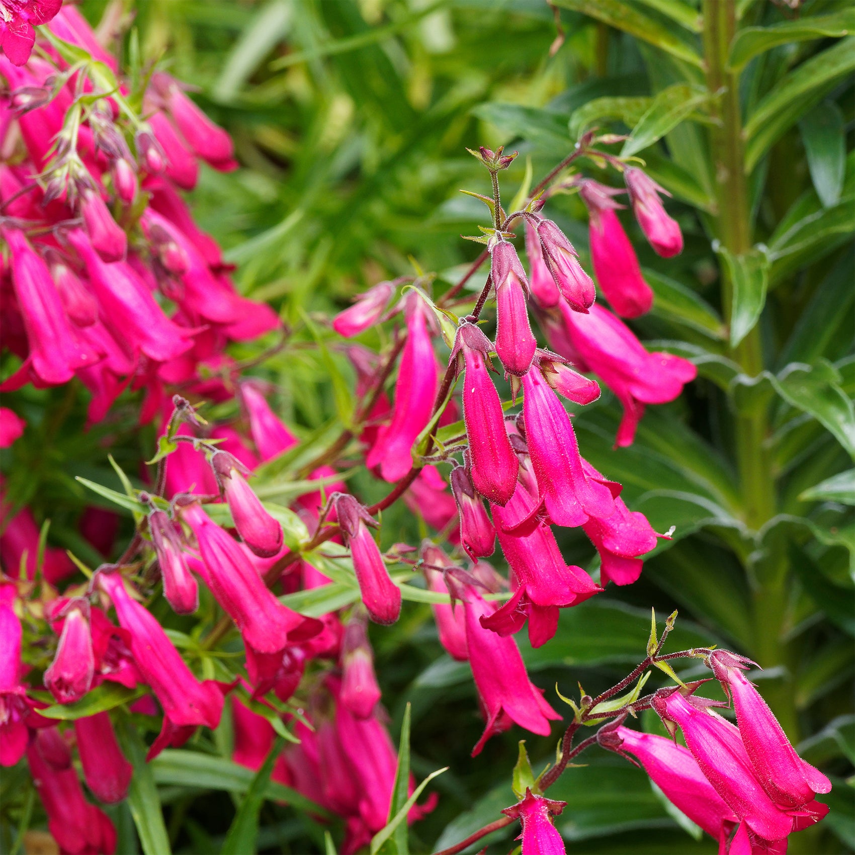 Galane Andenken an Friedrich Hahn - Penstemon - Penstemon andenken an ...