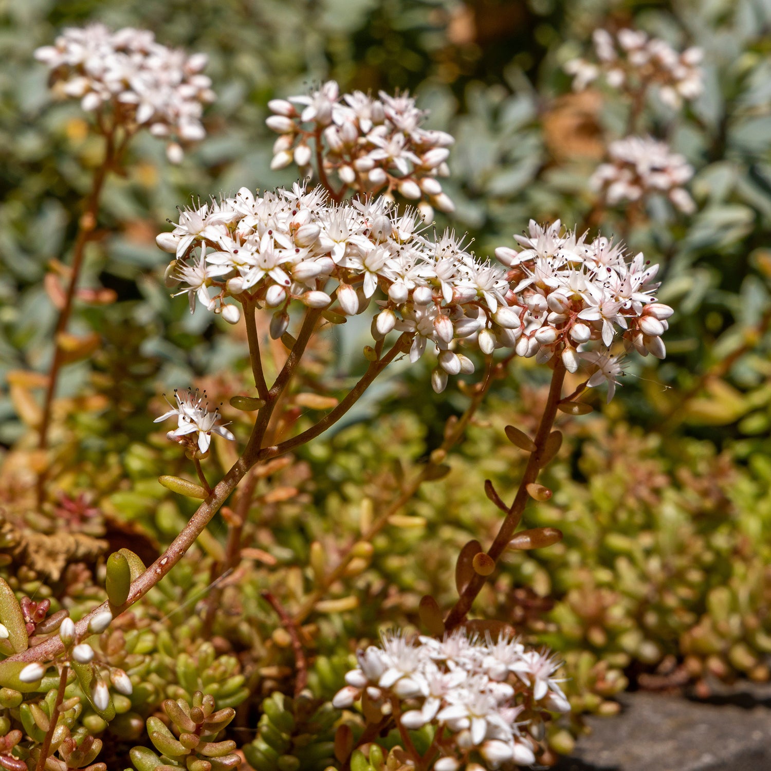Sedum Coral Carpet - Sedum album Coral Carpet