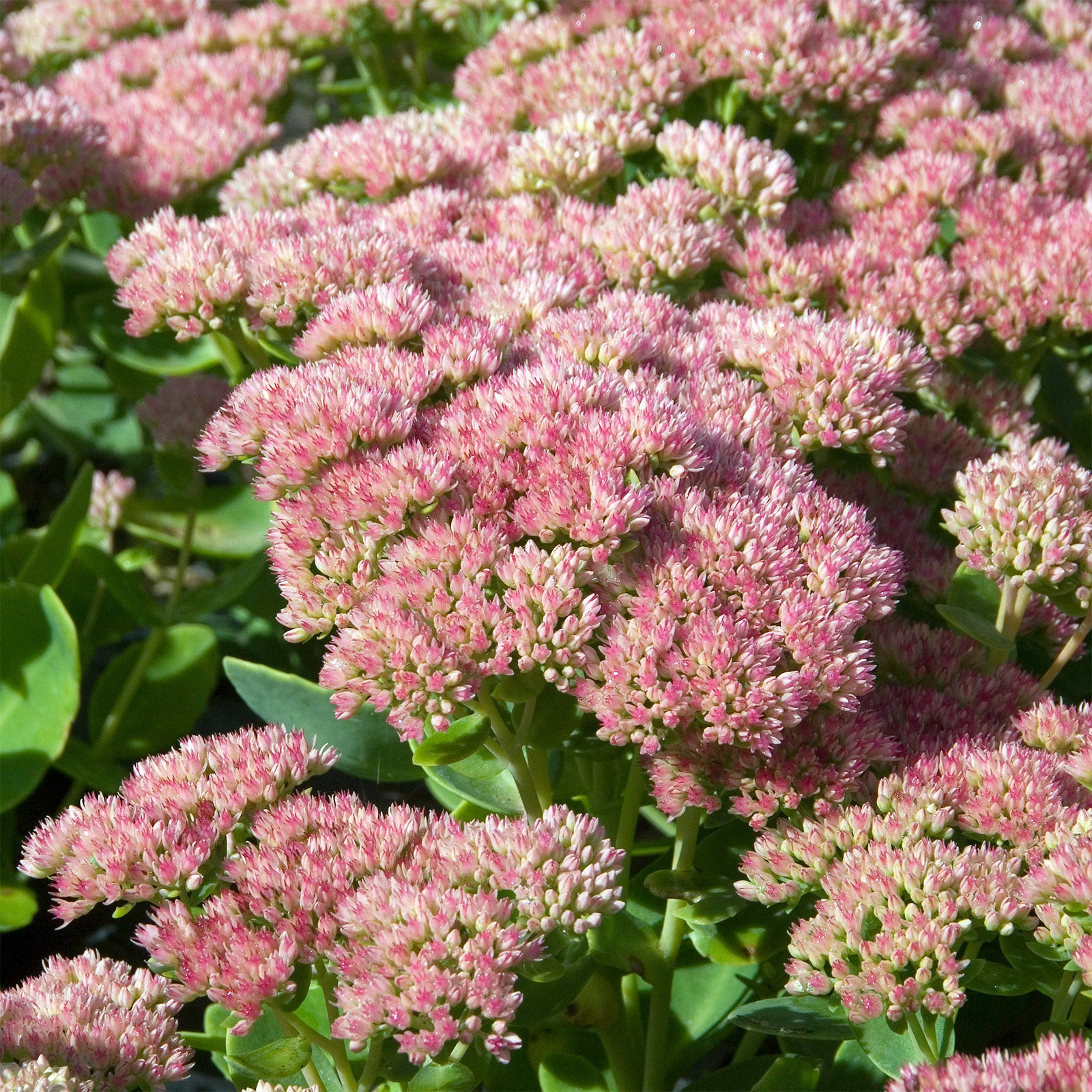 Sedum Herbstfreude - Autumn Joy, floraison tardive | Willemse