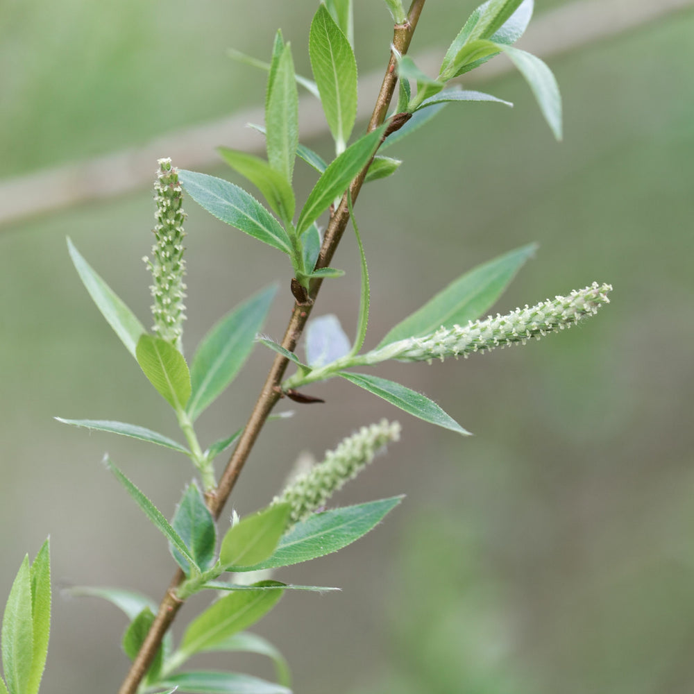 Saule des vanniers - Salix viminalis