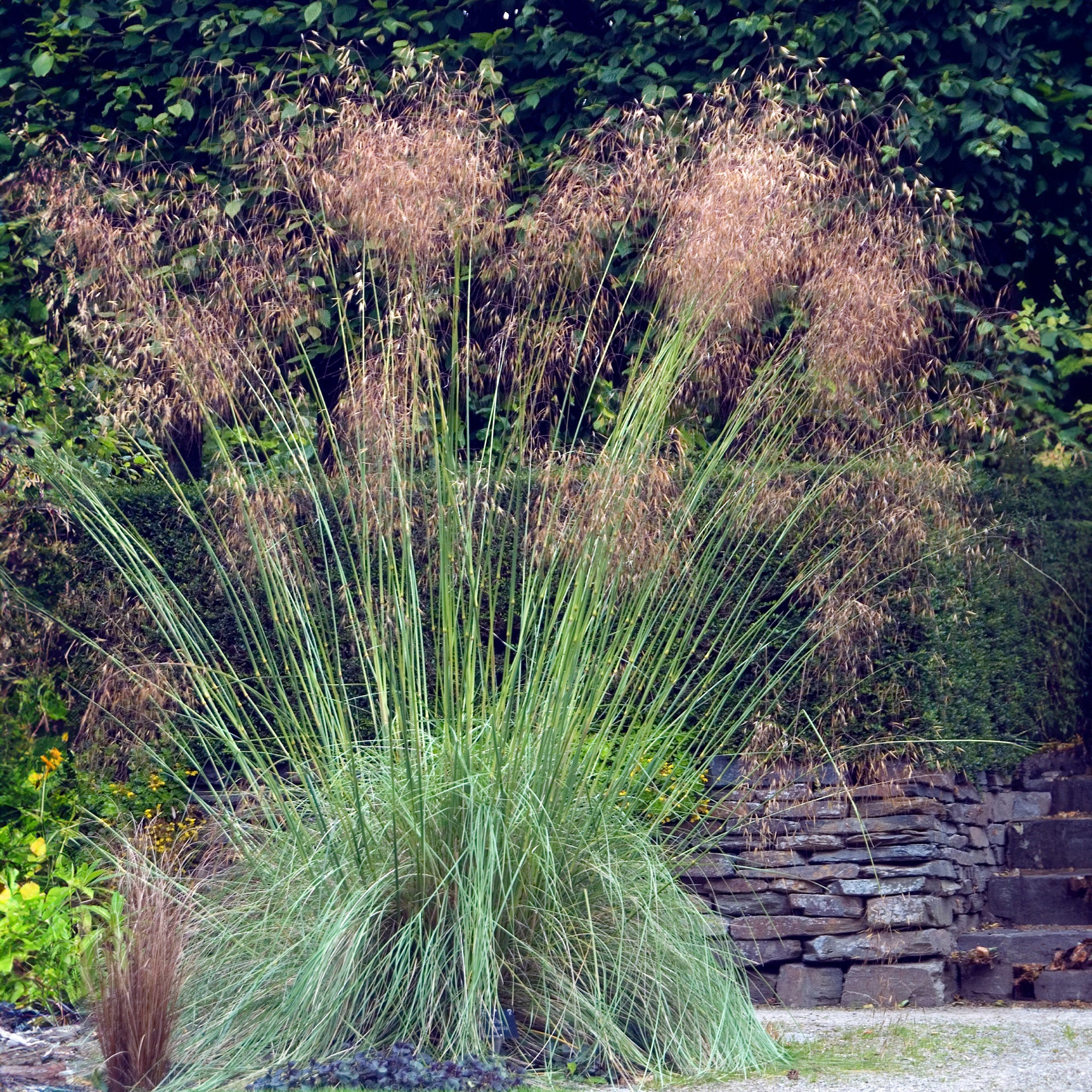 Stipe G ante Stipa Gigantea stipe-g-ante-stipa-gigantea